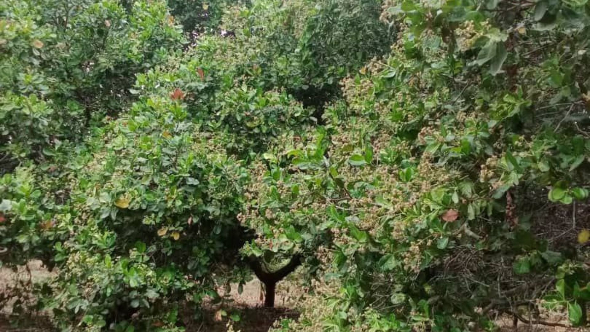 Wakulima Walalamikia Mfumo wa Stakabadhi Ghalani. Serikali Yafafanua ...